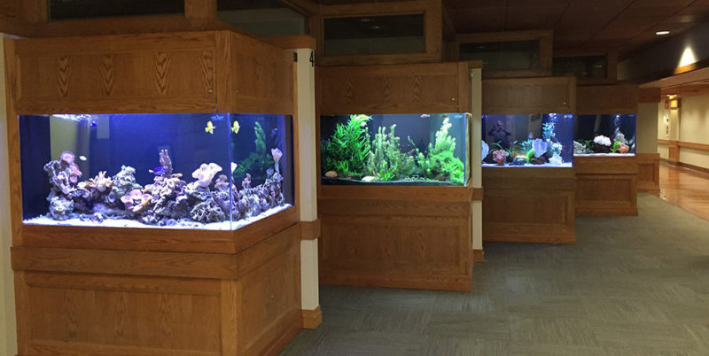 Multiple Tank | Clayton Aquariums